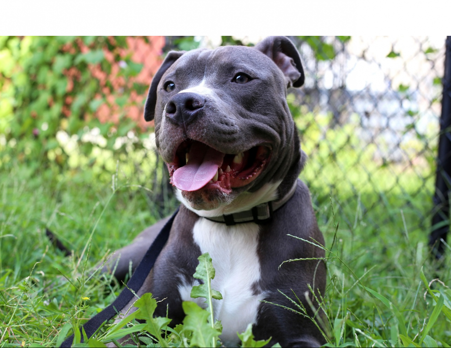 How we’re working to save the lives of Philadelphia’s pets | Managing ...