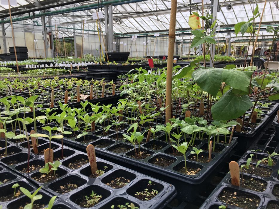 What’s new in our gardens: updates from the Farm Philly program ...