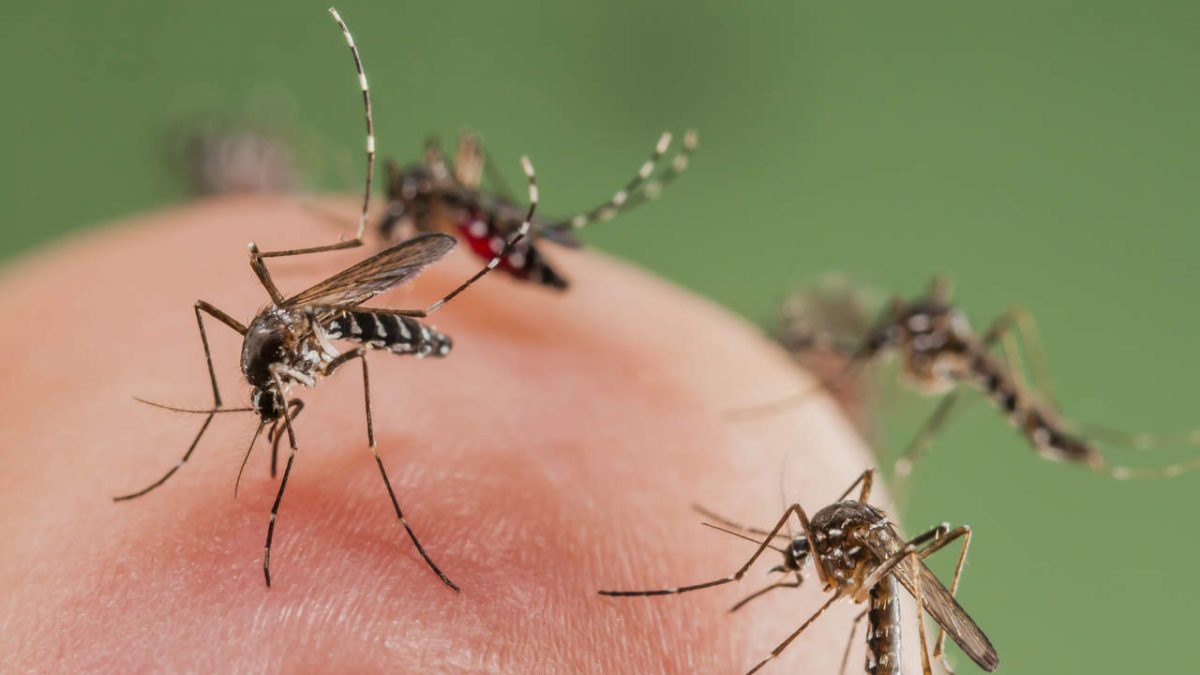Mosquitoes are more than just annoying | Department of Public Health ...