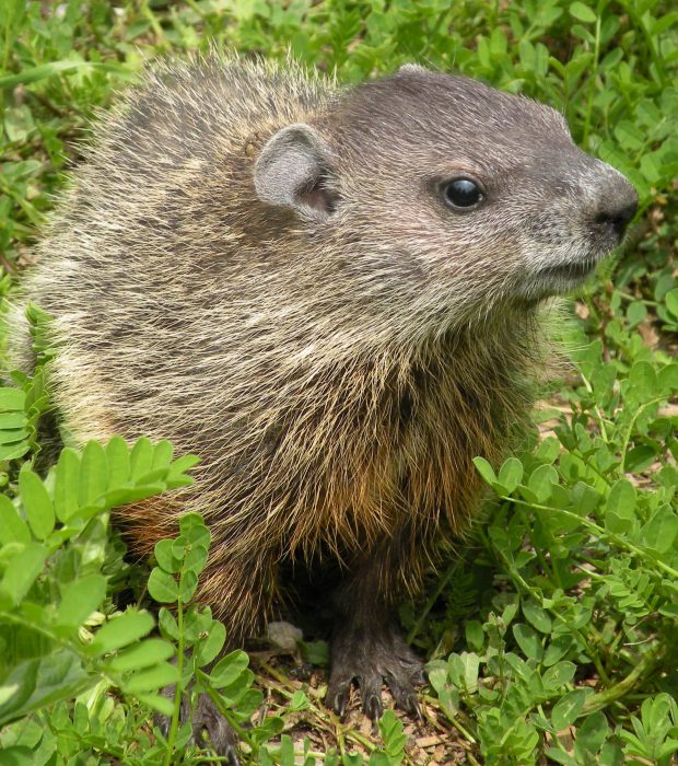 Nine fun facts about the groundhog | Philadelphia Parks & Recreation ...