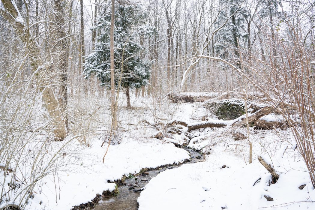 Parks & Rec’s Nature Notes: a secret ecosystem below the snow—the ...