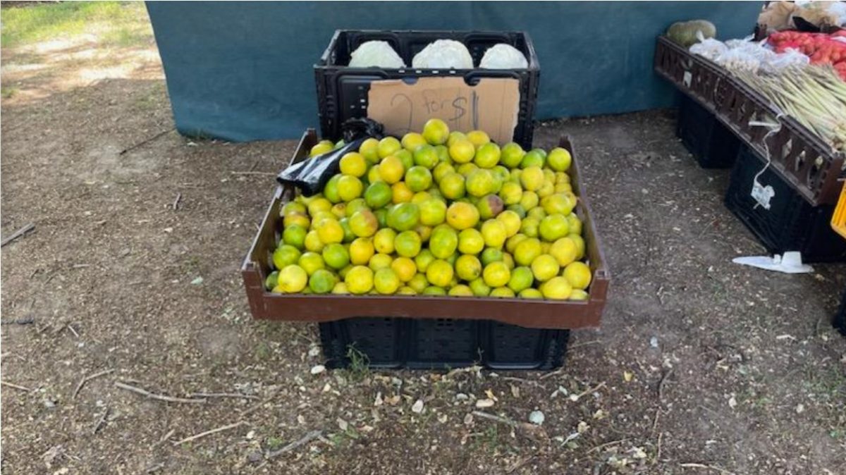 VISTA Spotlight: How One Member Helped Establish the Philadelphia ...